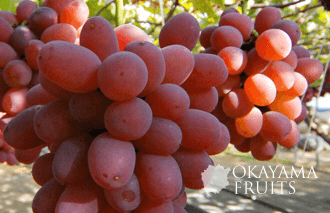 Premium Japanese Grapes - Shein (Purple)